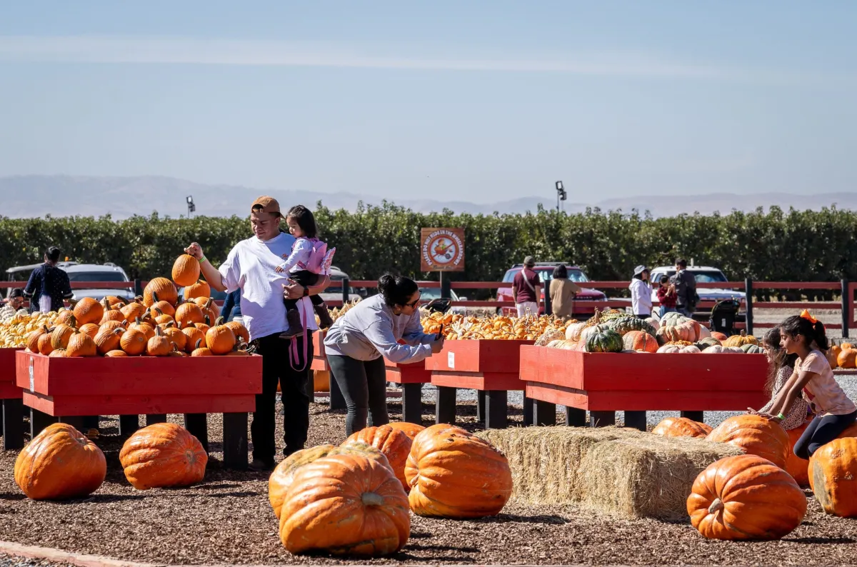 Raised on a maze: Dell’Osso Family Farm still growing memories with ...