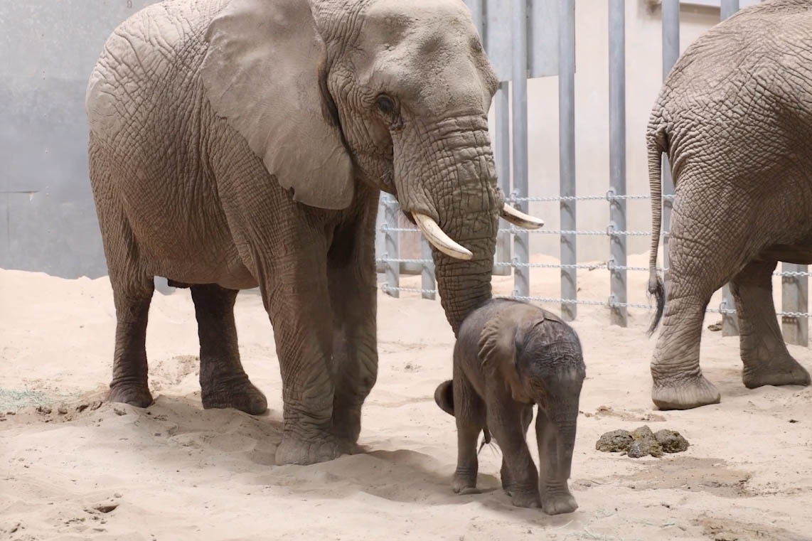 Elephant calf born at a California zoo with another on the way