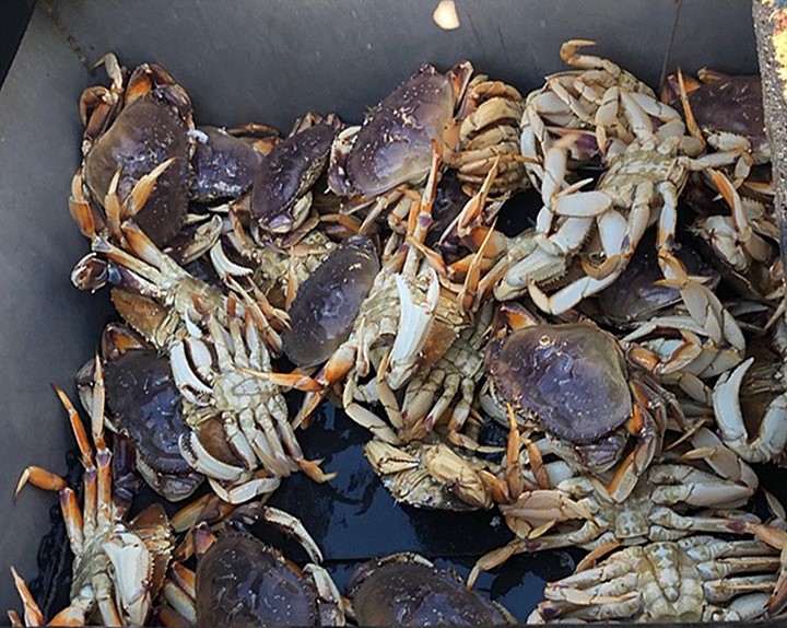 California’s commercial Dungeness crab season delayed again to protect ...