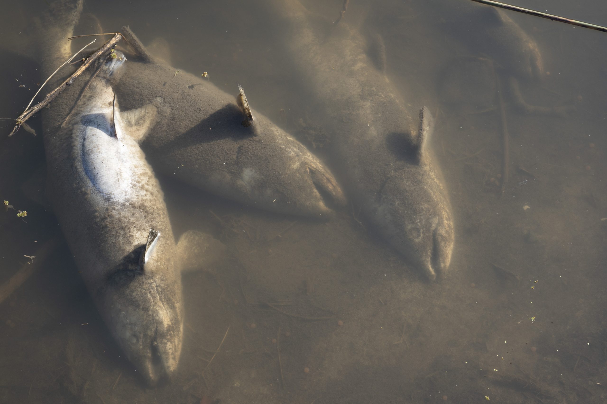 Dead salmon rotting in Stockton slough a 'stinky, messy process ...