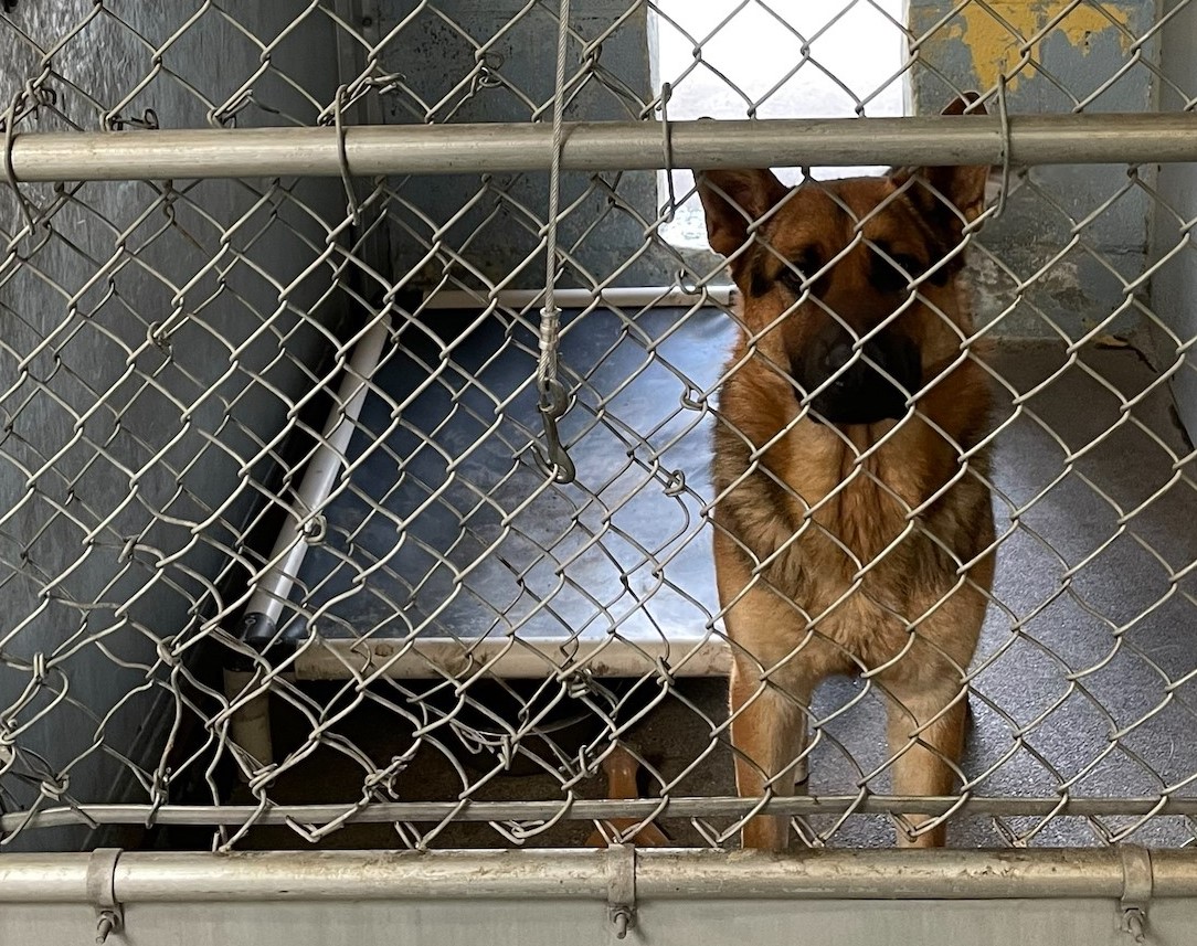 Stockton Animal Shelter closes for two weeks amid dog disease outbreak ...
